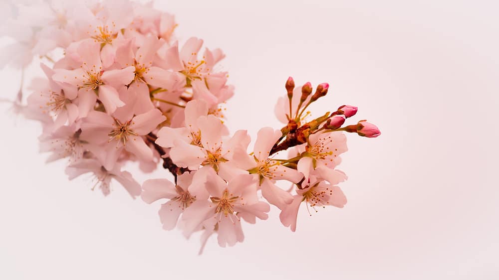 Photoshoots Are a Time to BLOOM | Gordon Aveda Salons